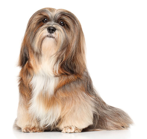 Lasos apsas | Purina LT