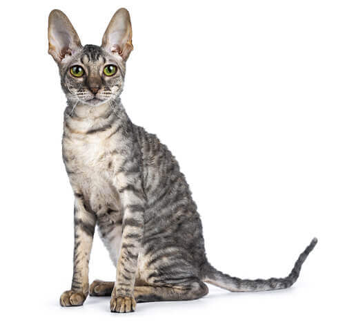 Kornvalio reksas | Purina LT
