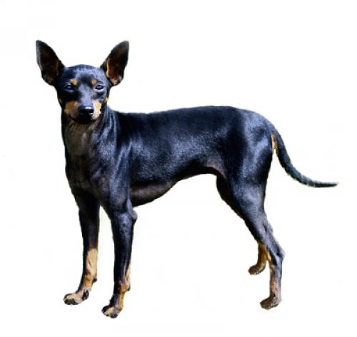 Anglų toiterjeras (juodas su įrudžiu) | „Purina“ | Purina LT