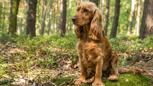 Anglų kokerspanielis - Šunų veislės vadovas | Purina® | Purina